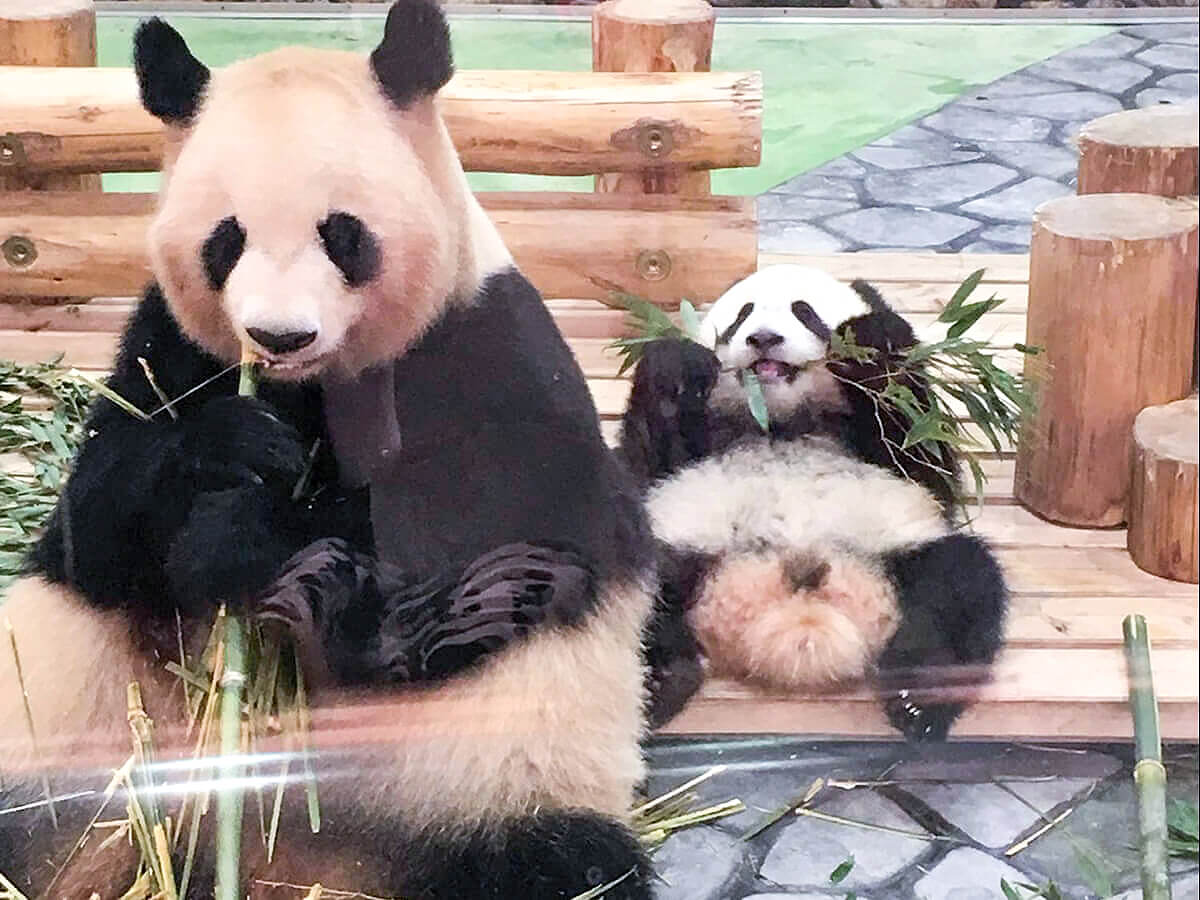 Love Story of Panda “Hama Family”