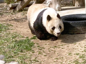 Love Story of Panda “Hama Family”