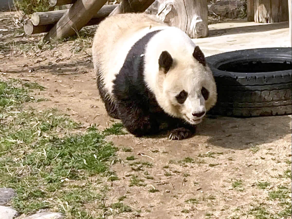 Love Story of Panda “Hama Family”