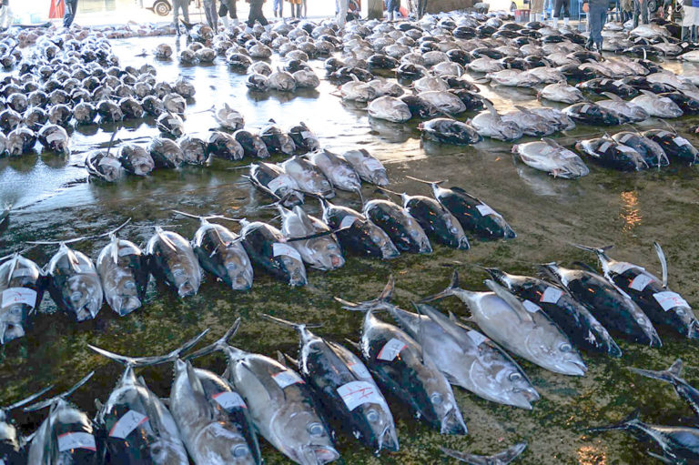 Welcome to Japan’s Wonderful Fish Culture ~Where are fish caught?~