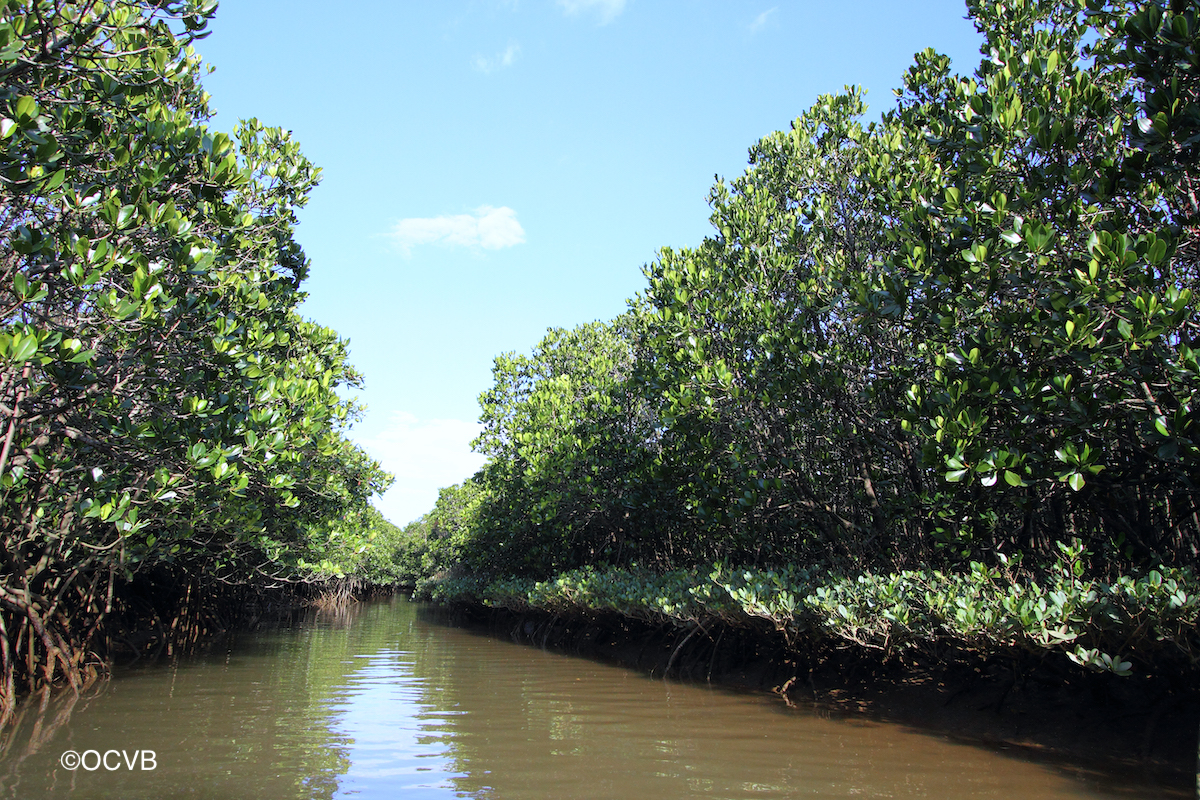 How to explore Forests in Okinawa