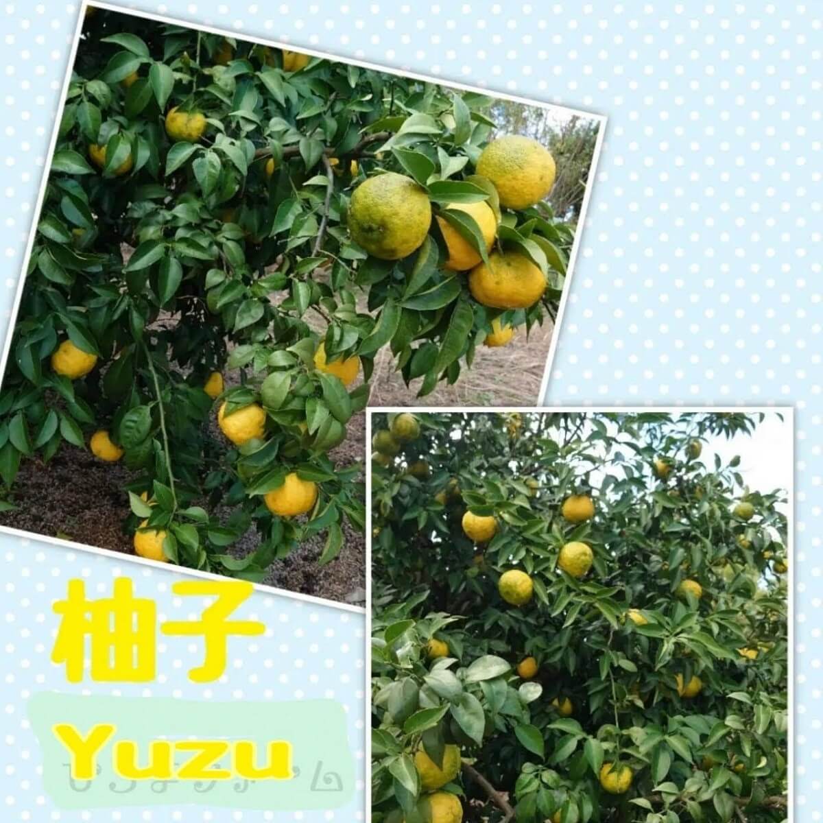 Amazing! Yuzu and Lemon