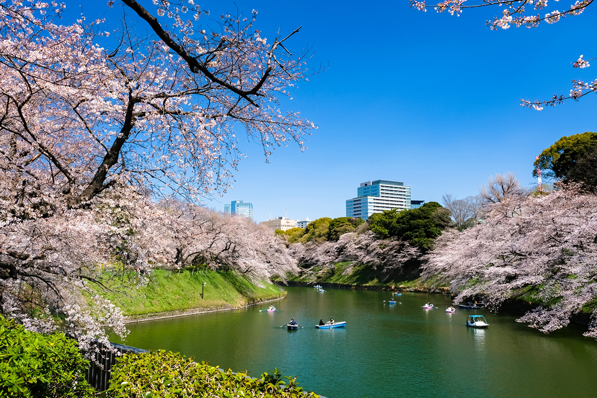 3 best spots for Hanami