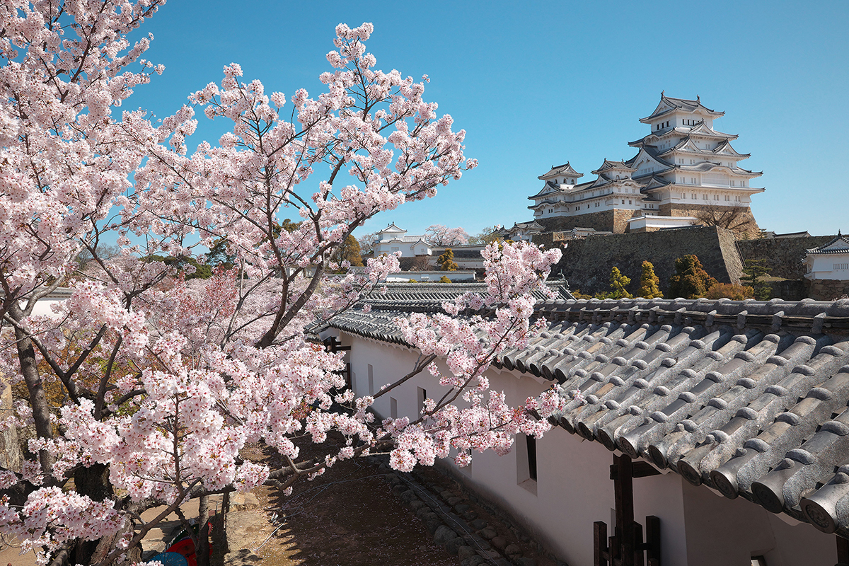 3 best spots for Hanami