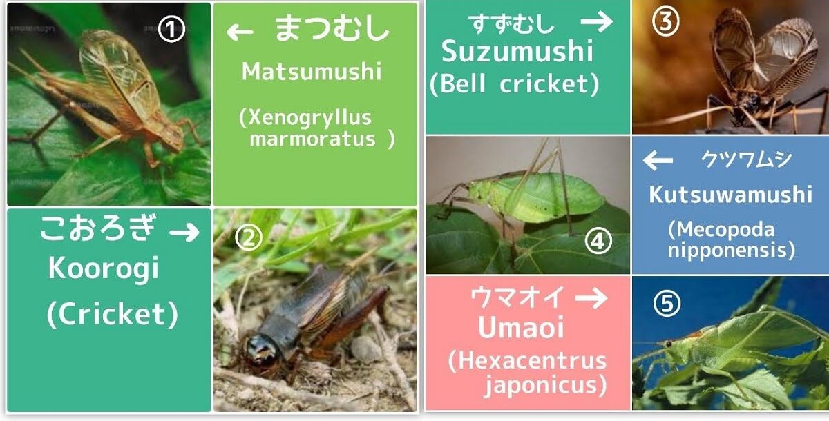 Melody or Noise? ~Insects’ voice~