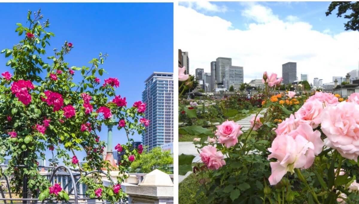 Nakanoshima (中之島): The symbolic area of aquatic metropolis in Osaka