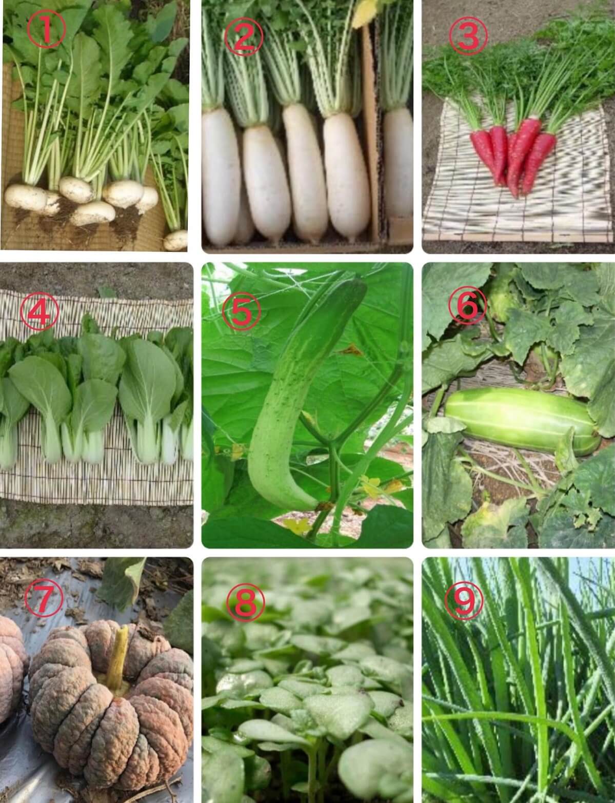 The traditional vegetable of Osaka City: Naniwa Yasai (なにわ伝統野菜 大阪市)