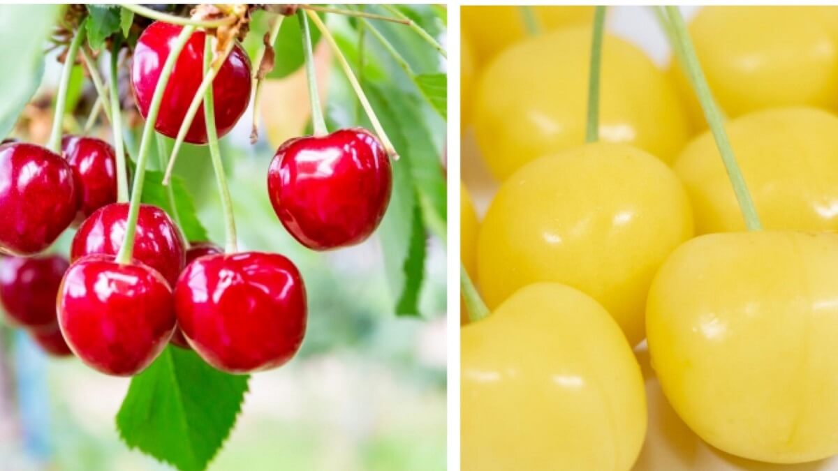 Fruit Kingdom of Japan: From Spring to Summer