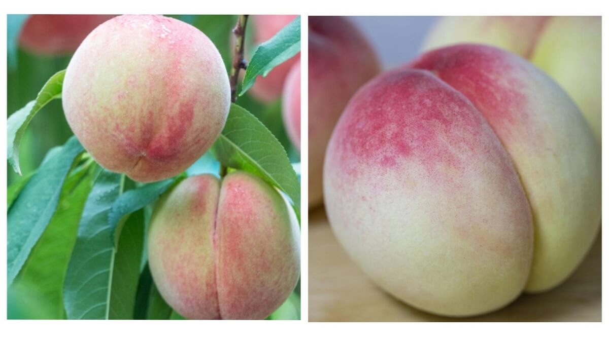 Fruit Kingdom of Japan: From Spring to Summer