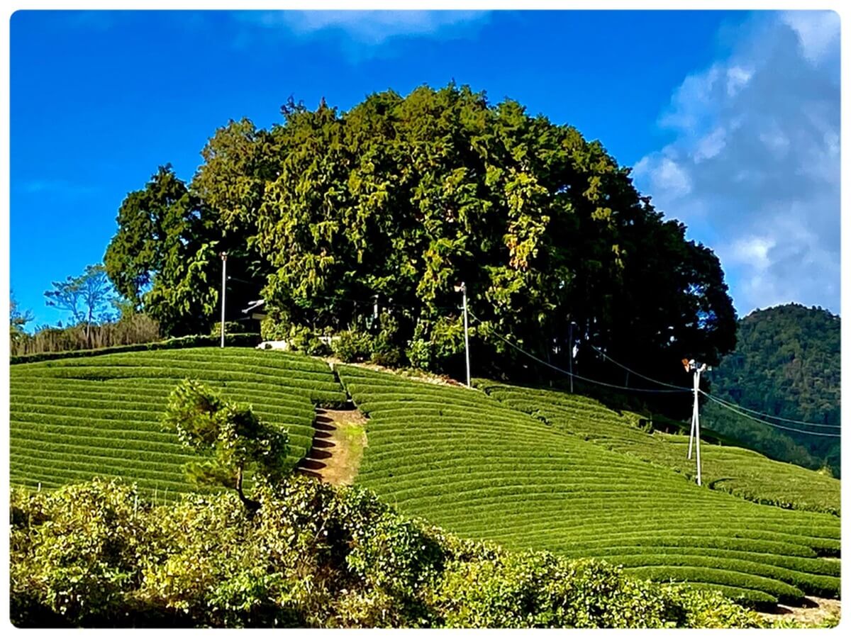 Discover Teatopia Wazuka (和束), the Hidden Gem of Kyoto!